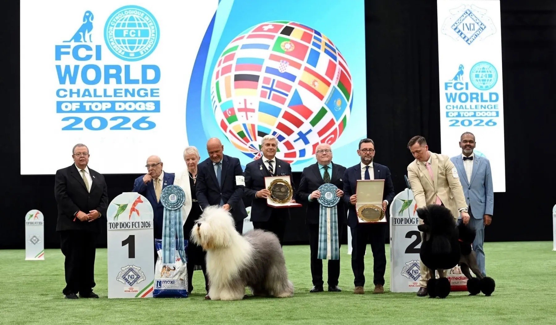 Magyar tulajdonú bobtail lett a világ legszebb kutyája - MIZU MISKOLC